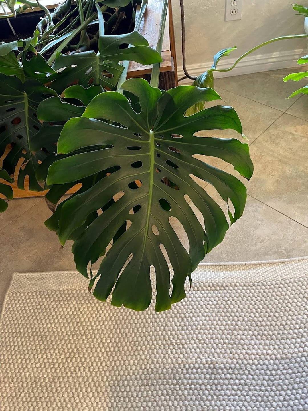 Diese Monstera befand sich ursprünglich in einem kleinen Topf, in dem ...