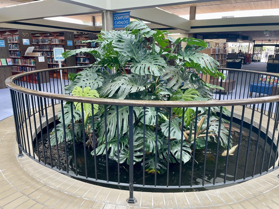 UPDATE 2: Riesige Monstera – Garten Radar