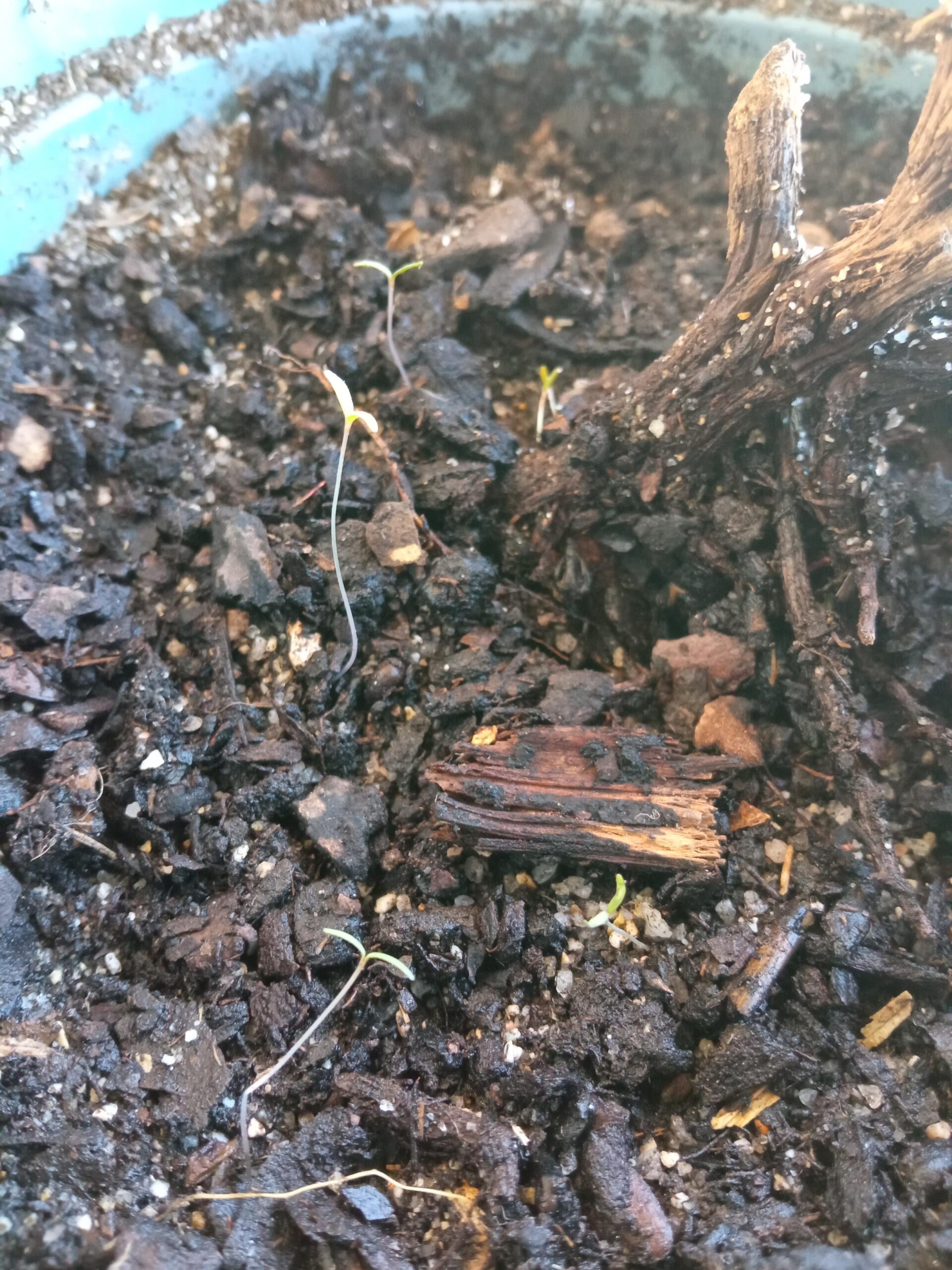 Was ist das? – Garten Radar