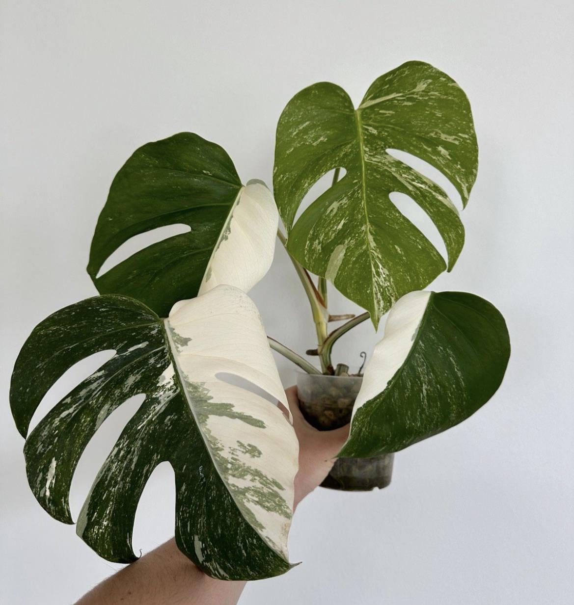 Monstera Variegata