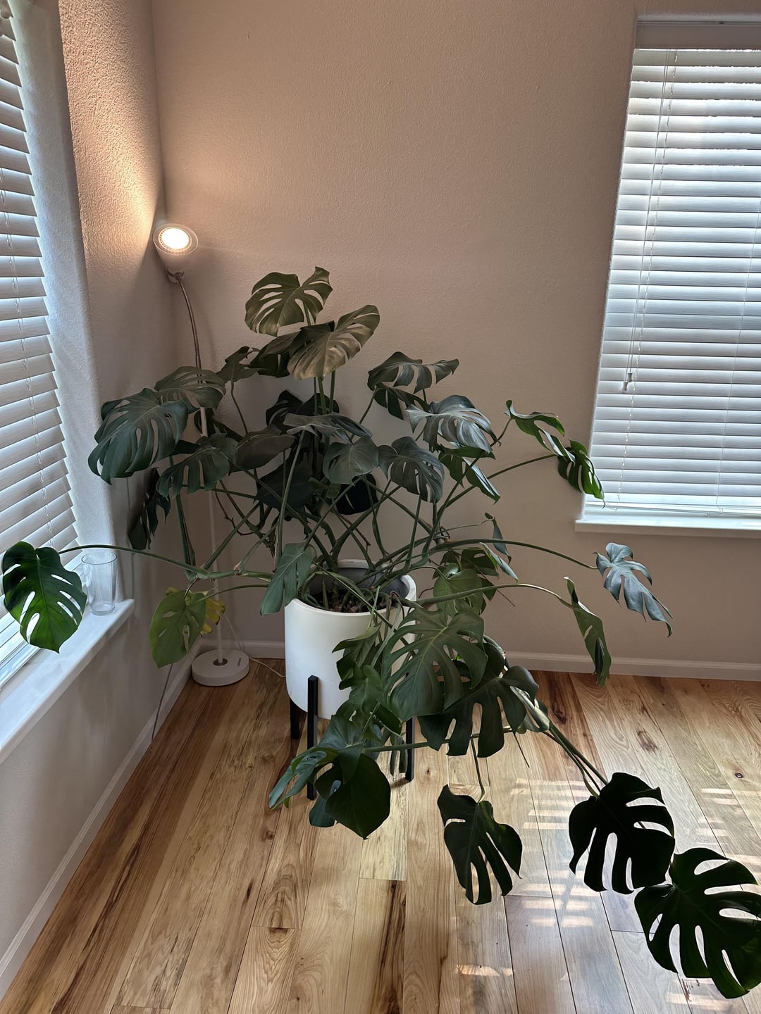 Monstera umtopfen – Rat erwünscht! – Garten Radar